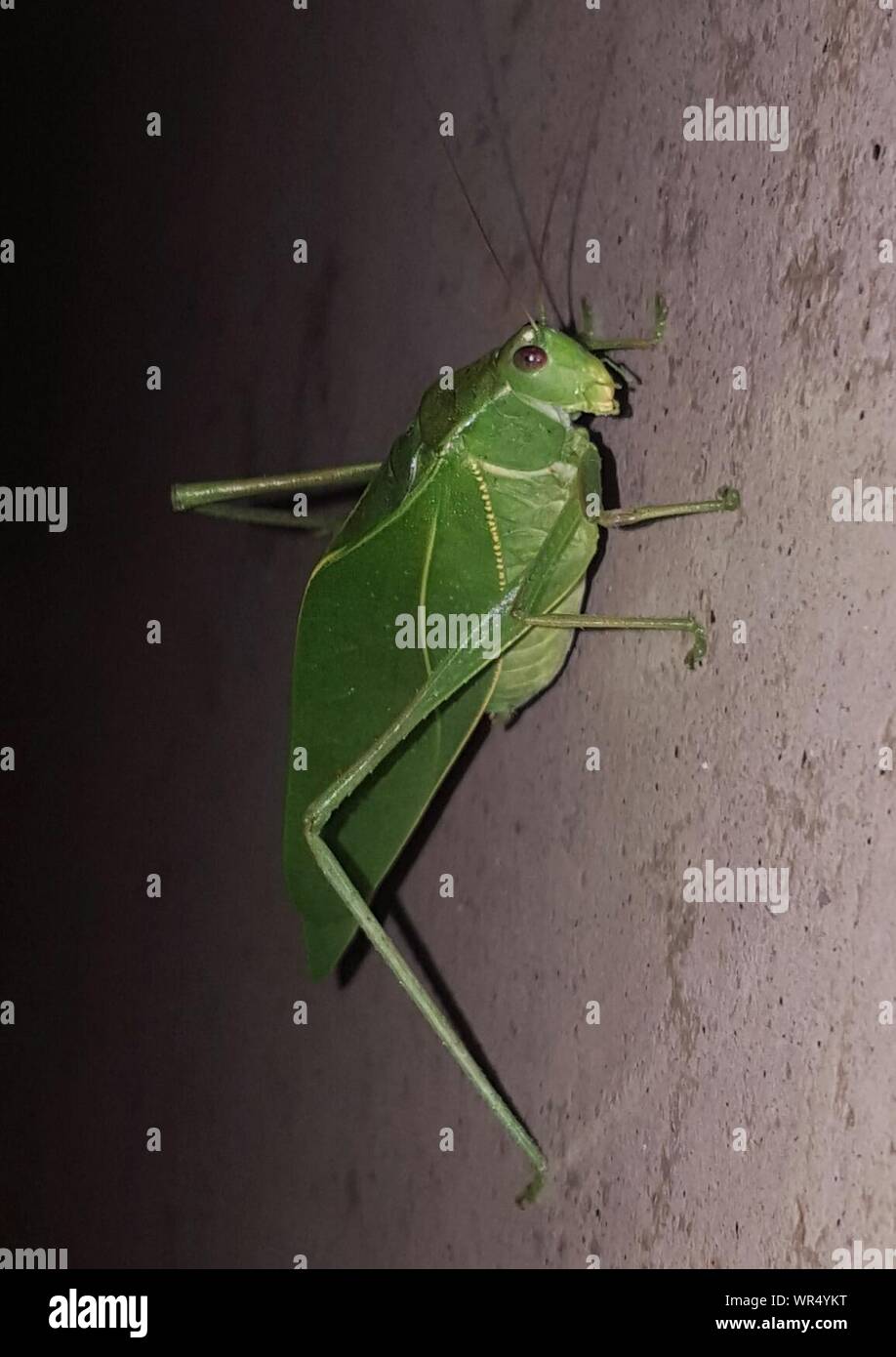 Katydid close up hi-res stock photography and images - Alamy