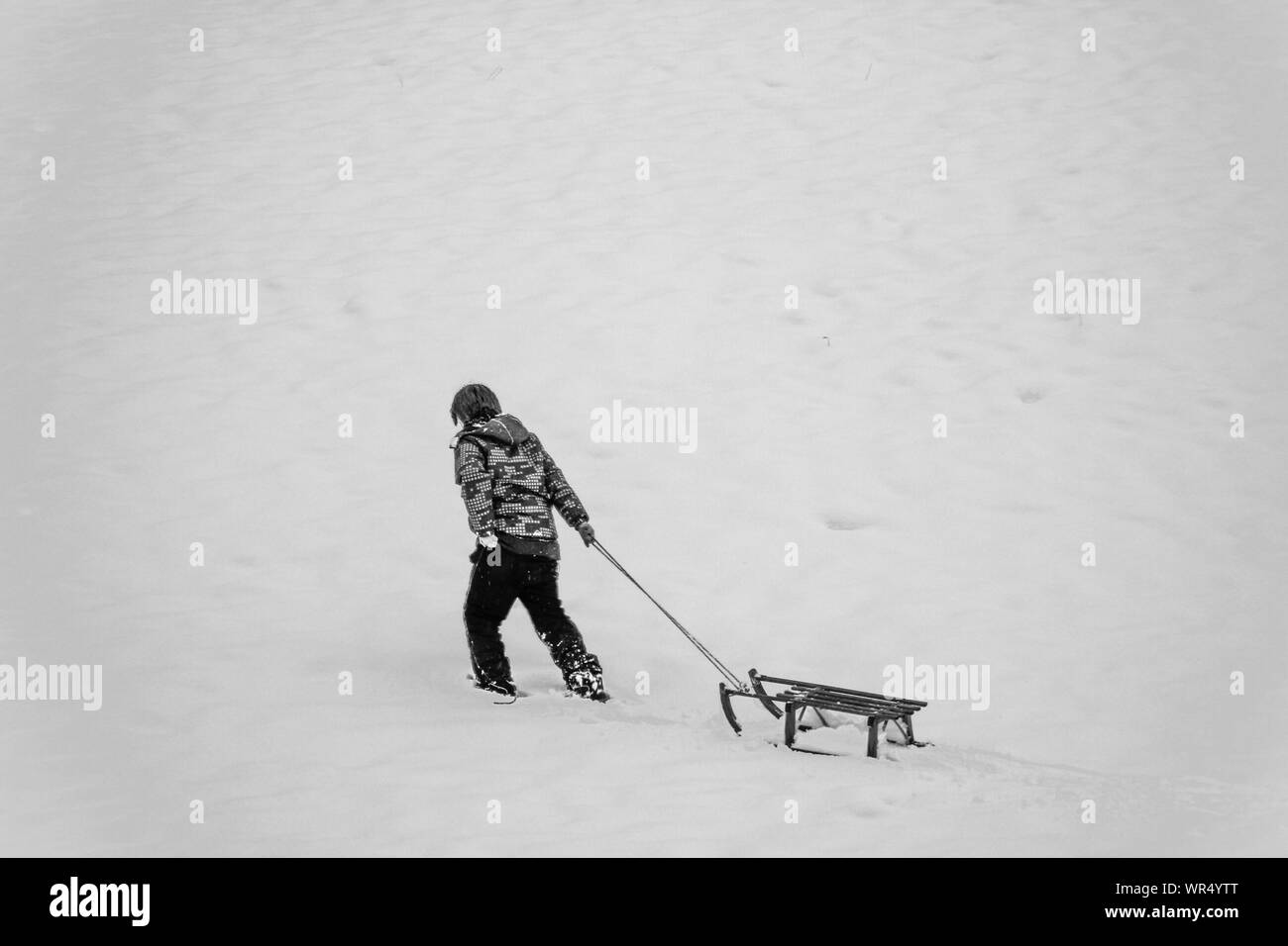 Sled pulling black and white hi-res stock photography and images - Alamy
