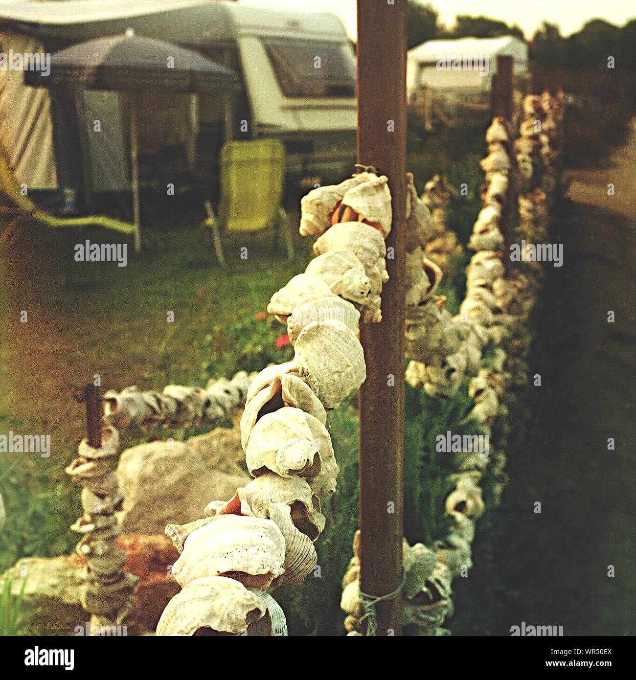 String of shells hi-res stock photography and images - Alamy