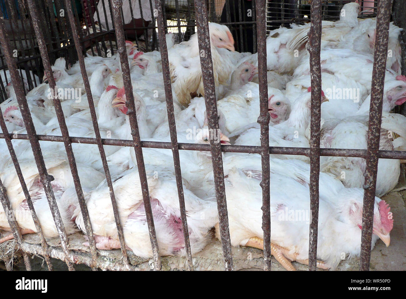 Poultry coop hi-res stock photography and images - Alamy