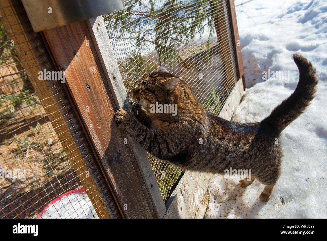 The cat is shrinking and sharpening its claws on the bird cage Stock ...