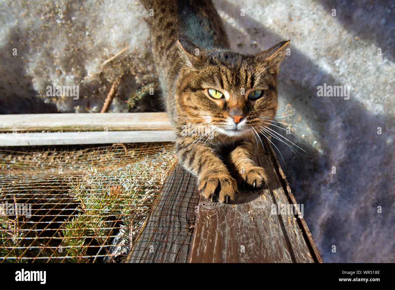 The cat is shrinking and sharpening its claws on the bird cage Stock ...