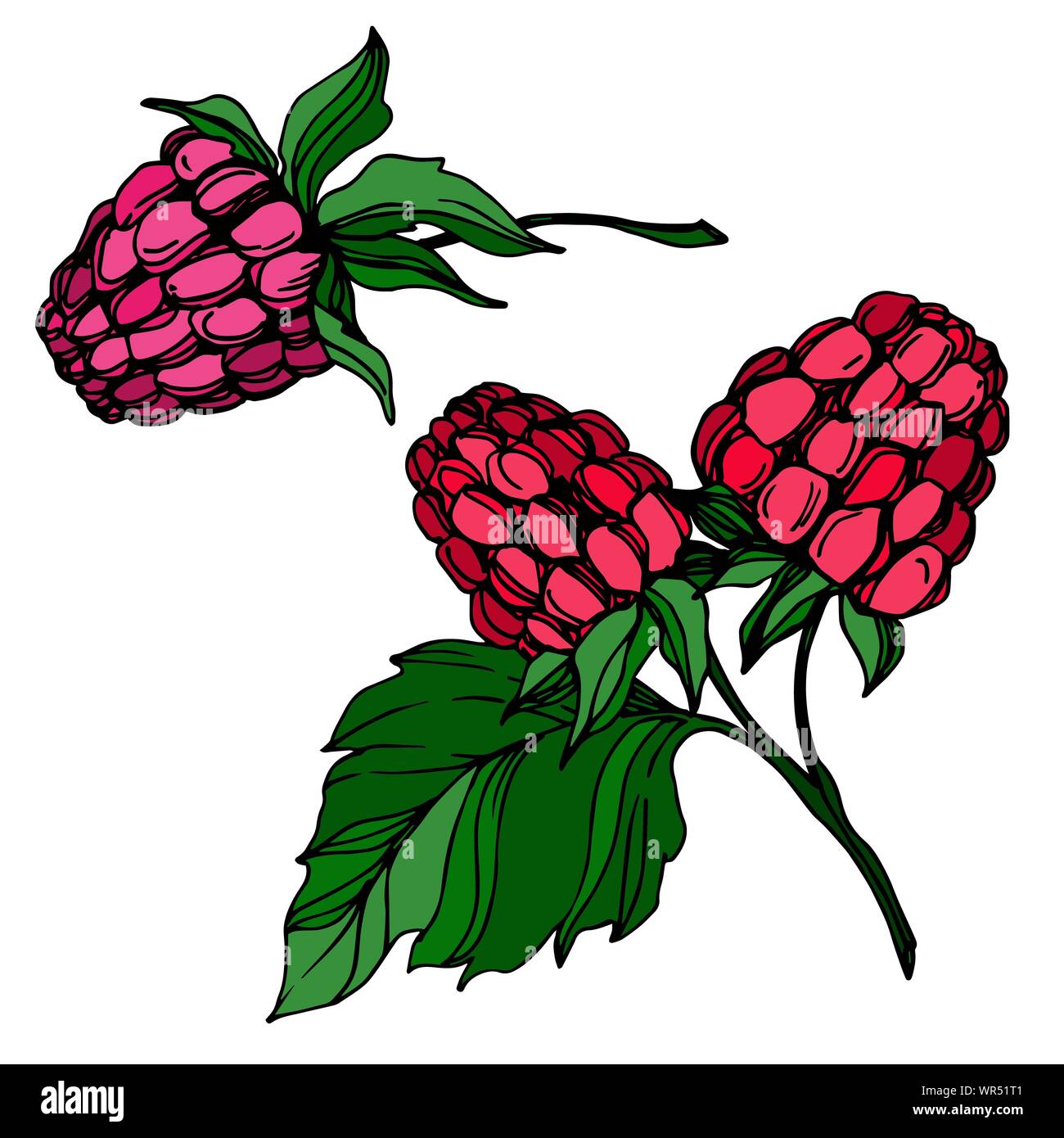 Vector Raspberry healthy food fresh berry isolated element. Black and ...