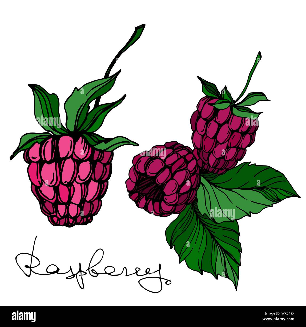 Vector Raspberry healthy food fresh berry isolated element. Black and ...