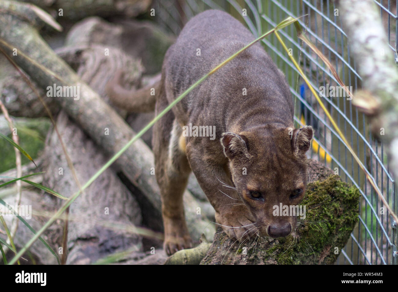 Fossa hi-res stock photography and images - Alamy