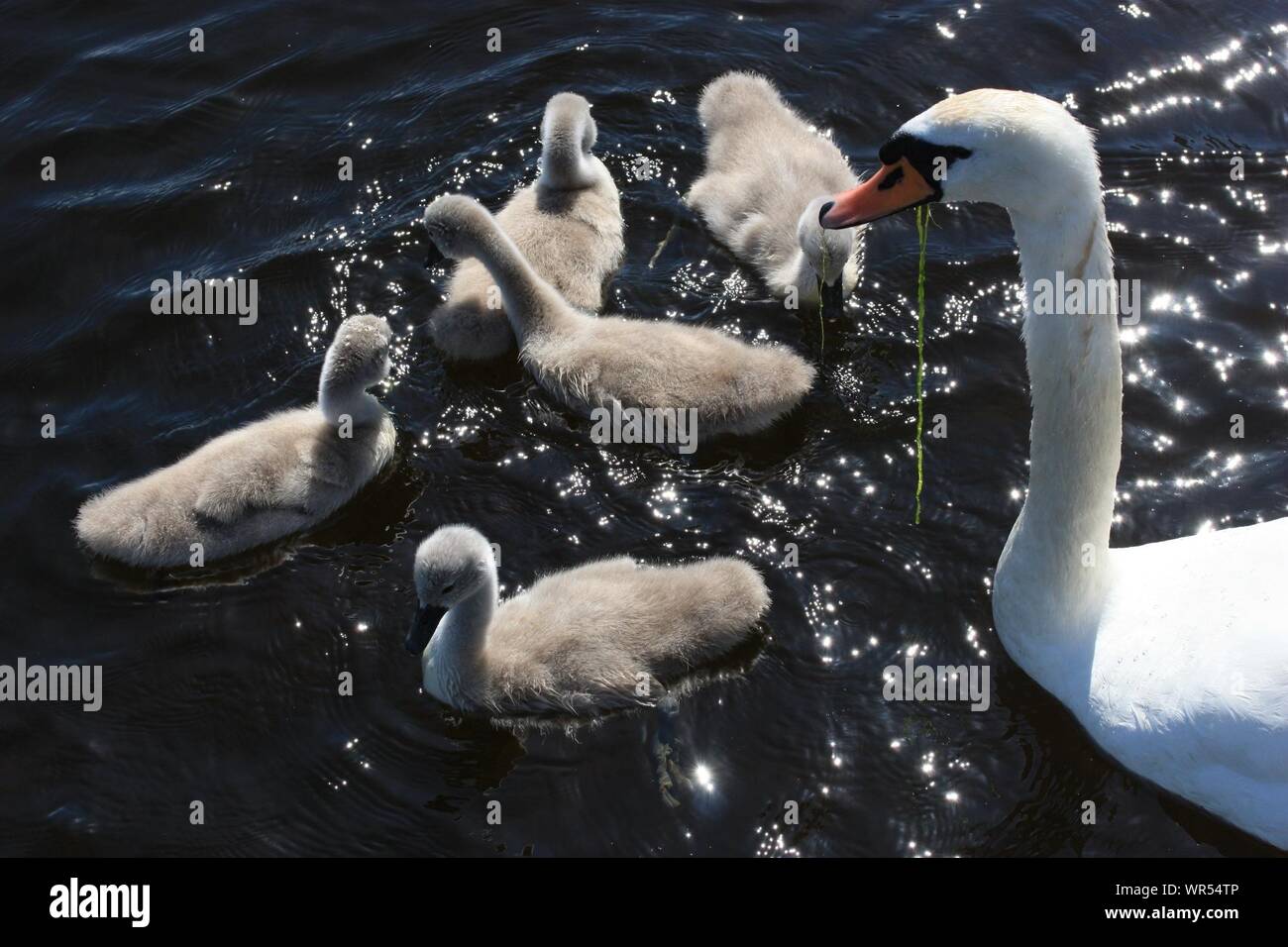 Family swimming lake hi-res stock photography and images - Alamy
