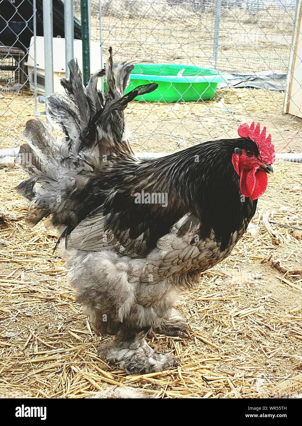 Rooster and barn hi-res stock photography and images - Alamy