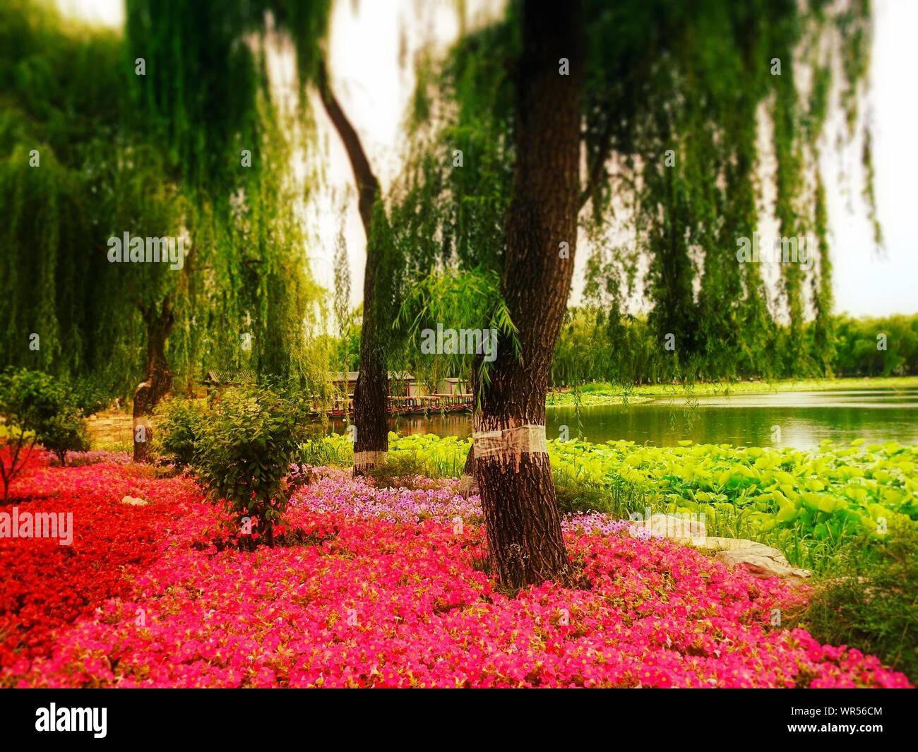 Weeping willows hi-res stock photography and images - Alamy
