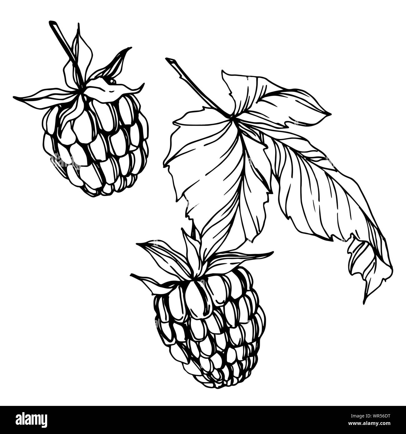 Vector Raspberry healthy food fresh berry isolated element. Black and ...