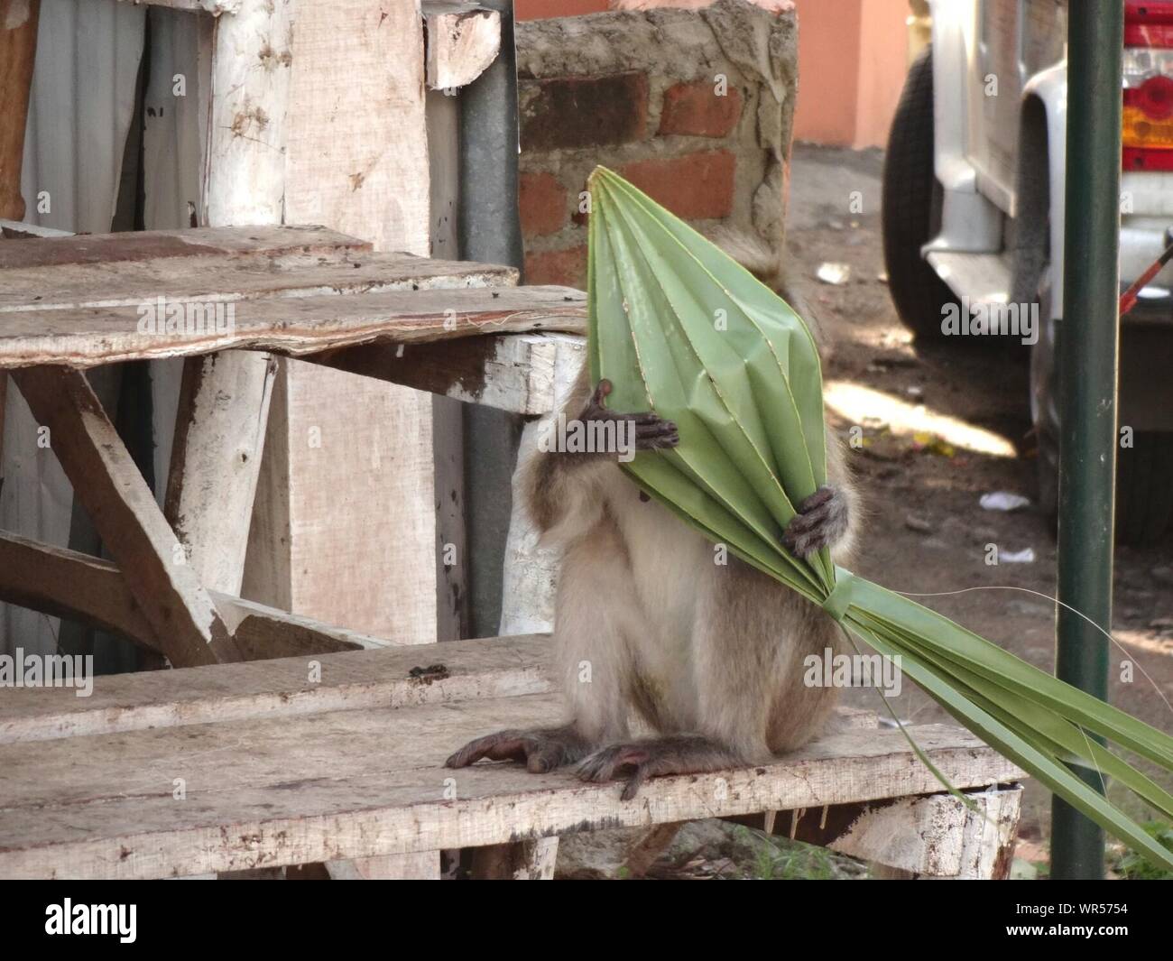 Monkey Bench High Resolution Stock Photography and Images - Alamy