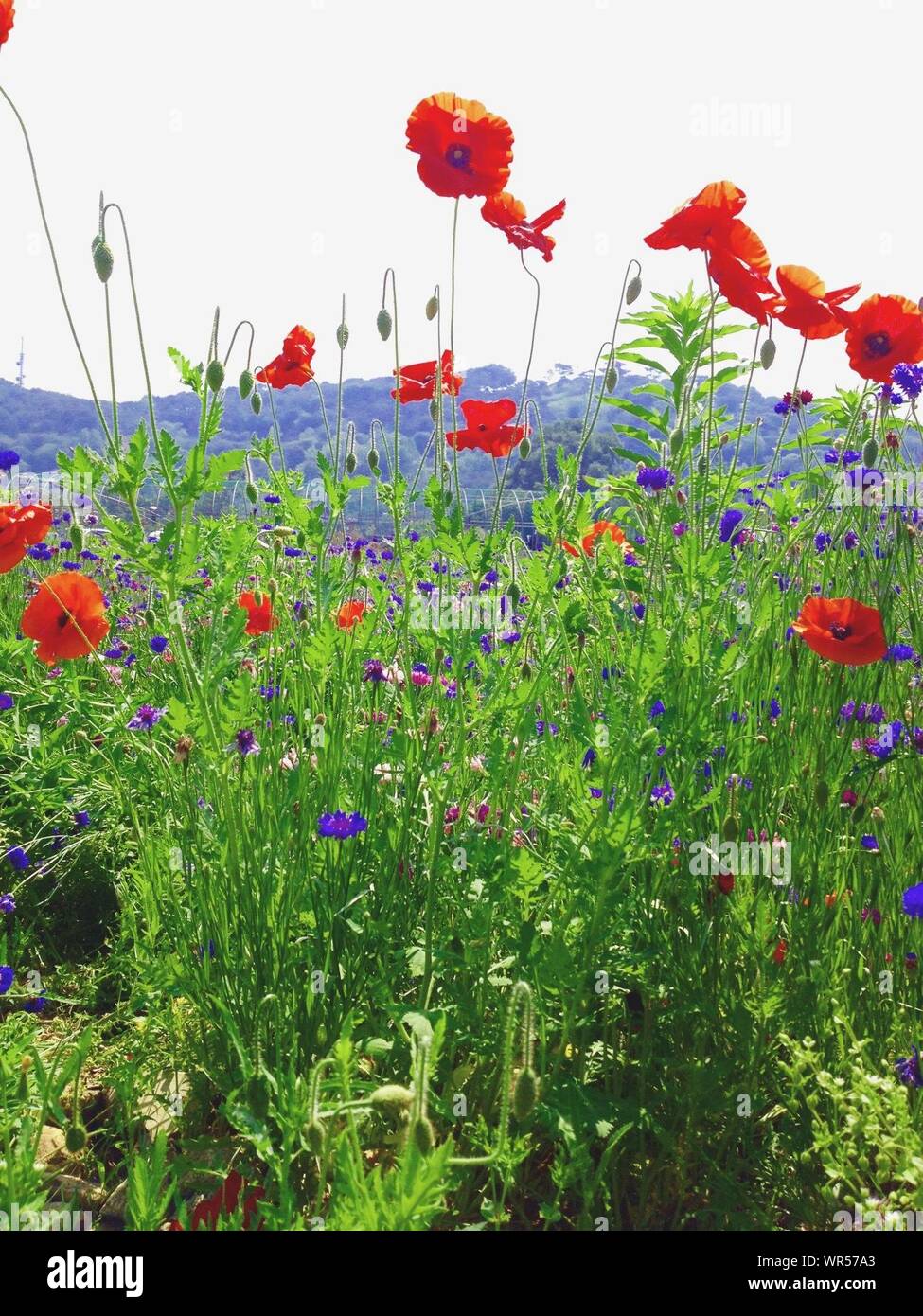 Red purple flowers hi-res stock photography and images - Alamy
