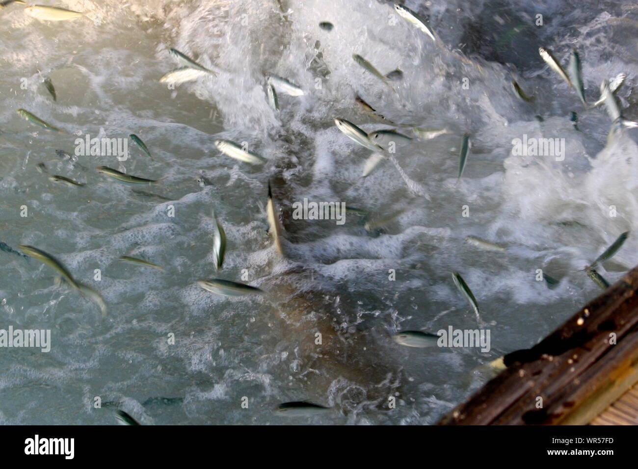 Fish jumping water hi-res stock photography and images - Alamy