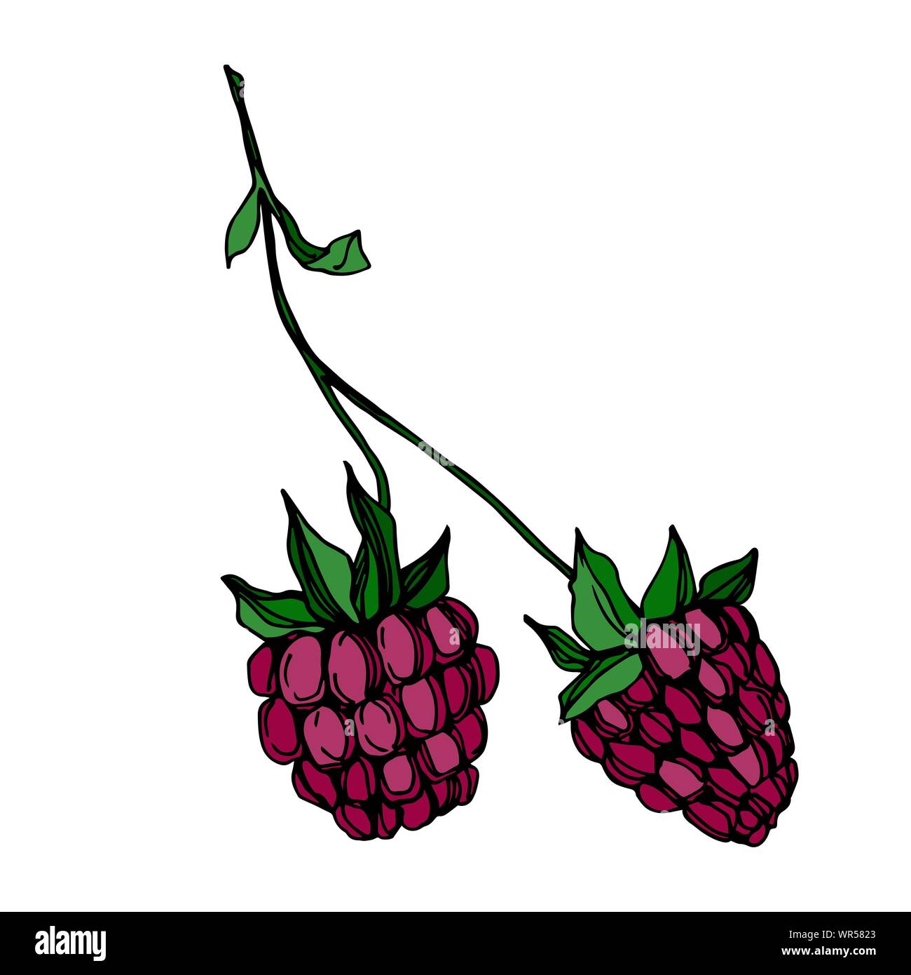 Vector Raspberry healthy food fresh berry isolated element. Black and ...