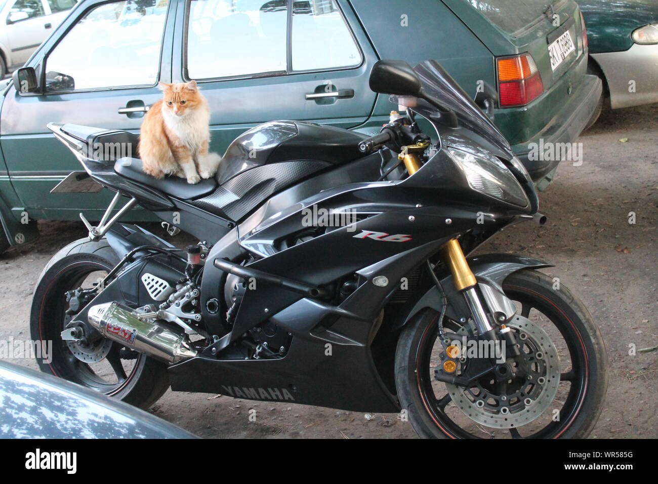 little orange fluffy cat sit on sport bike prepare to race Stock Photo ...