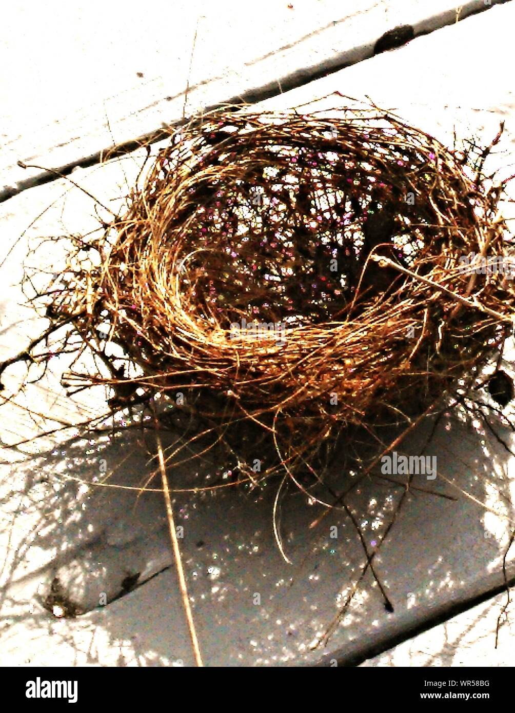 Empty nest empty hi-res stock photography and images - Alamy