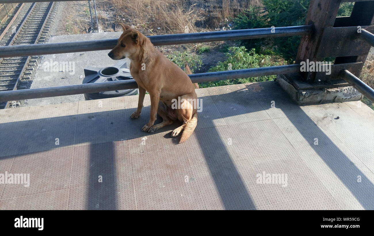 Dog railway hi-res stock photography and images - Alamy