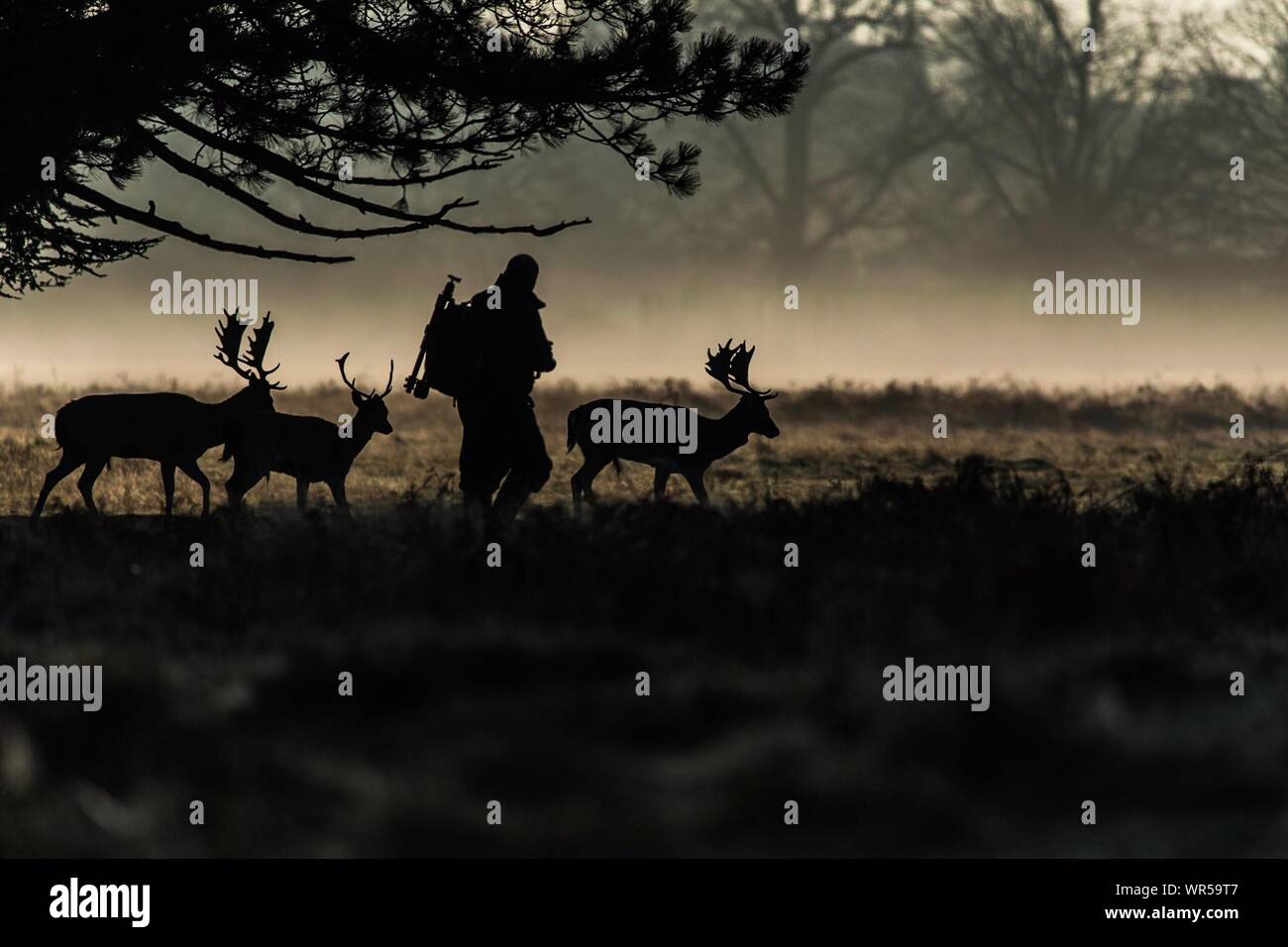 Three stags silhouette hi-res stock photography and images - Alamy