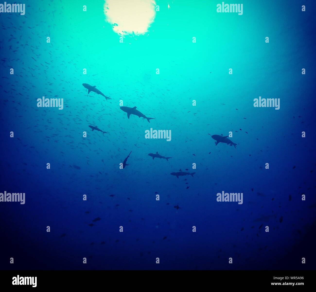 Angle sharks hi-res stock photography and images - Alamy