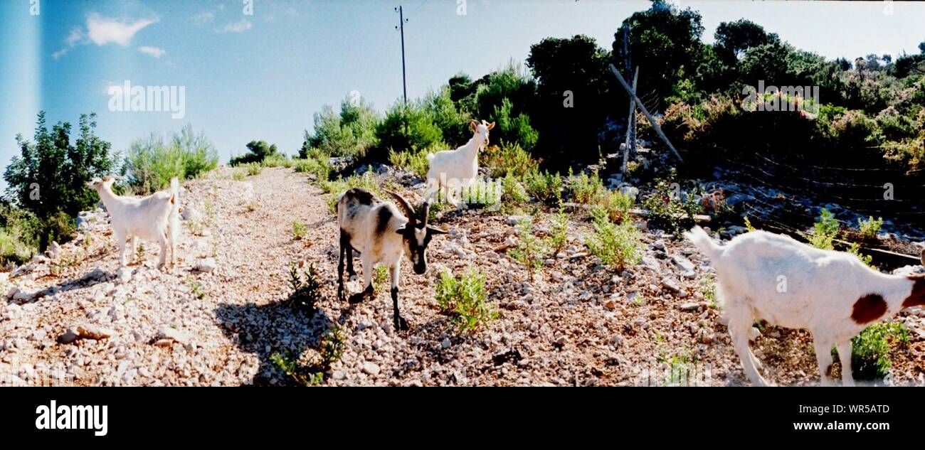 Goats free range hi-res stock photography and images - Alamy