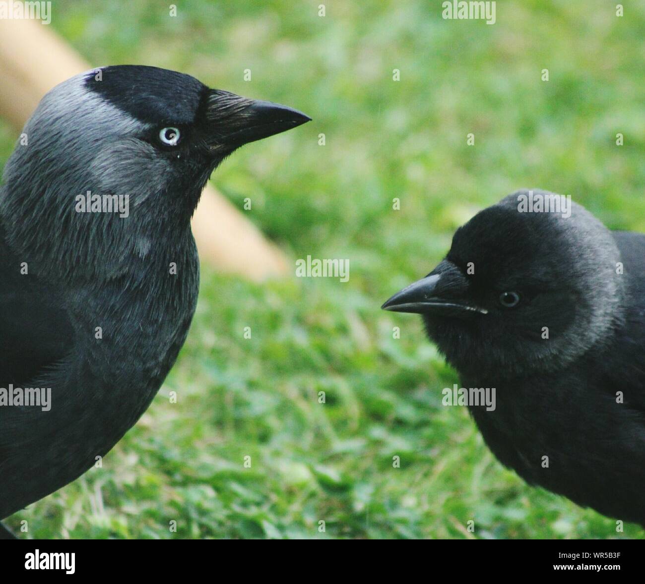 Jackdaw feeding young hi-res stock photography and images - Alamy