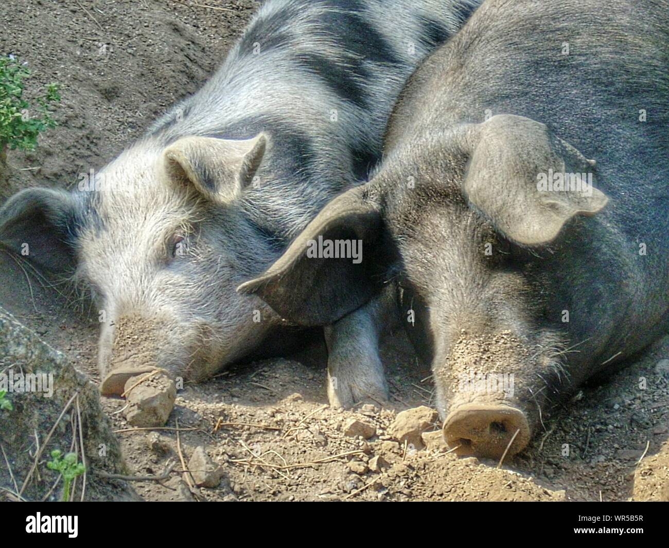 Two sleeping pigs hi-res stock photography and images - Alamy