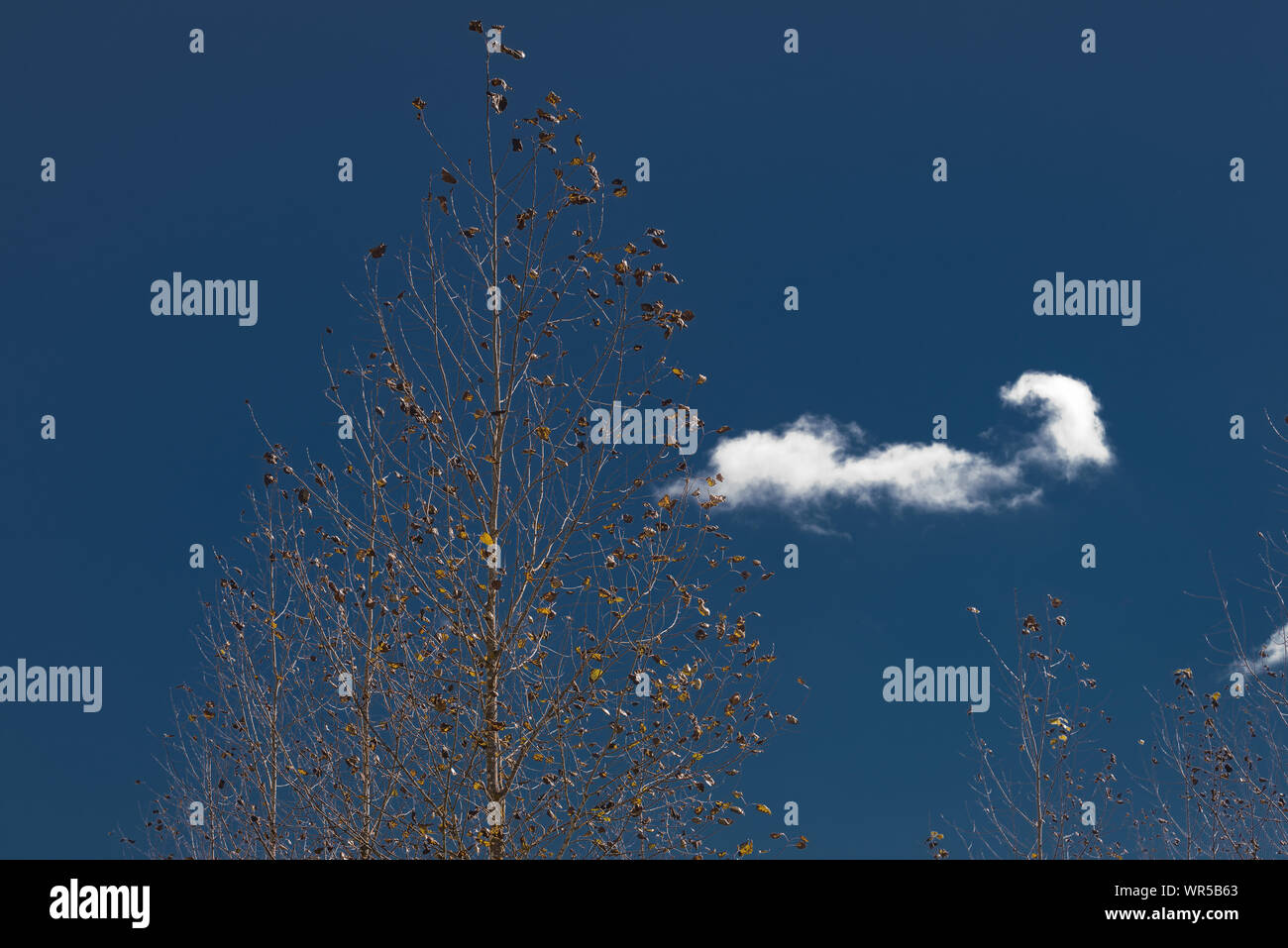 Tree and Sky, Turning Leaves, Autumn near Baran, Dordogne River Valley ...