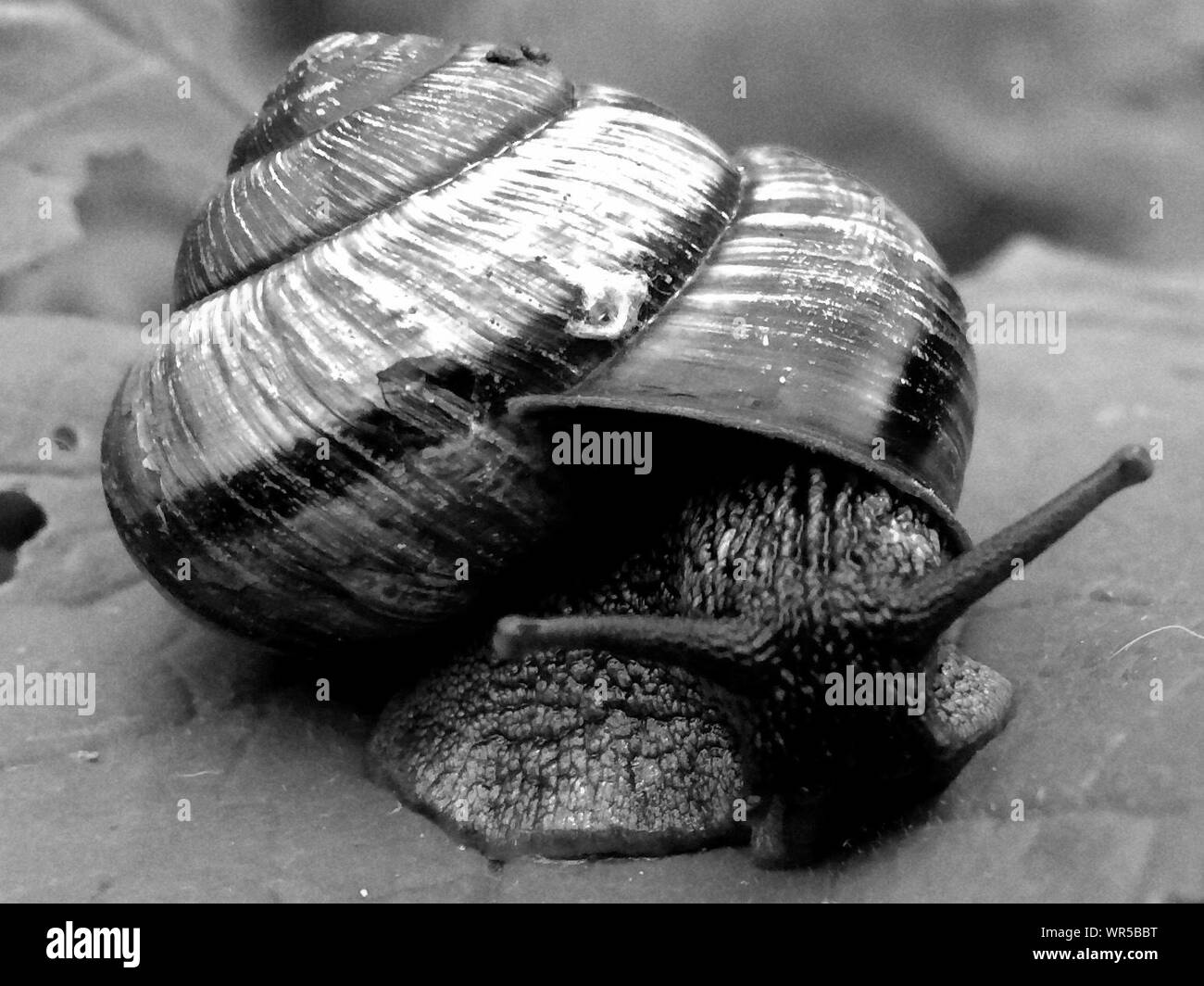 Close up snail shell Black and White Stock Photos & Images - Alamy
