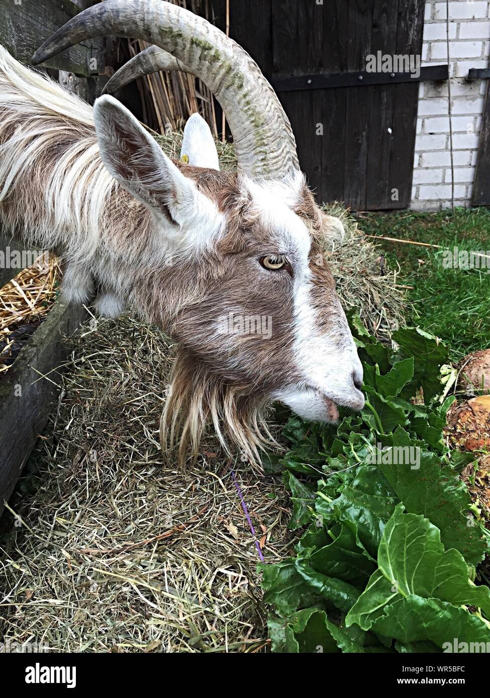 Goat leaf hi-res stock photography and images - Alamy