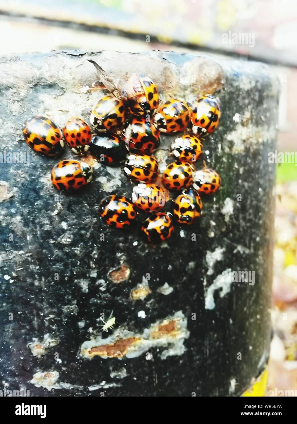Ladybugs group hi-res stock photography and images - Alamy