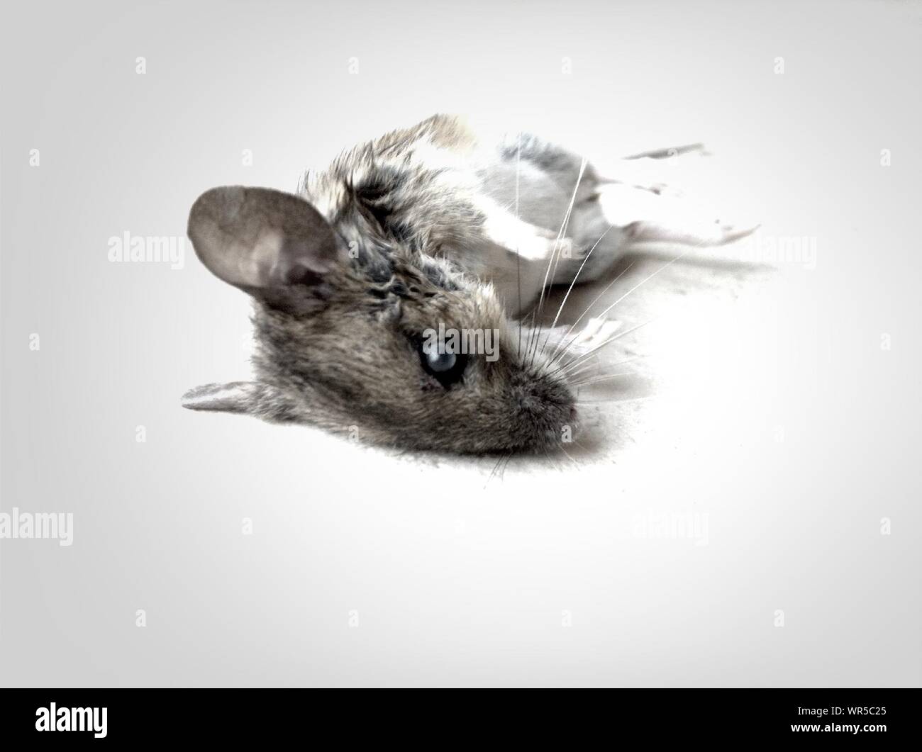 Dead mouse hi-res stock photography and images - Alamy