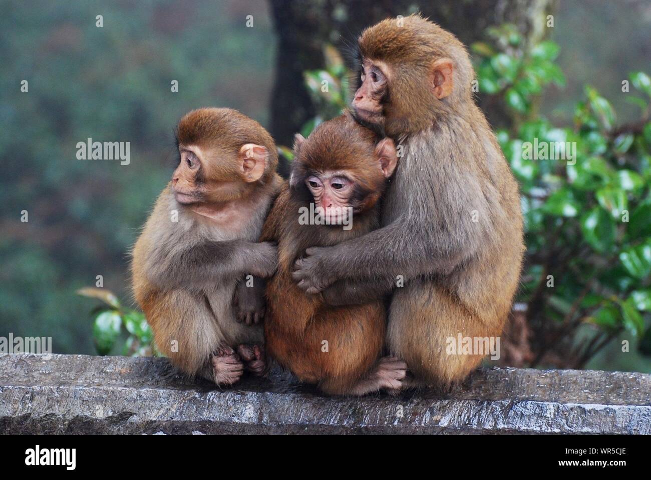 Three baby monkeys hi-res stock photography and images - Alamy