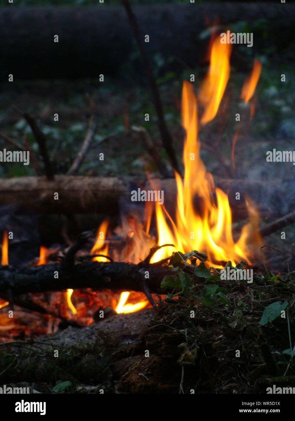 Burning forest hi-res stock photography and images - Alamy