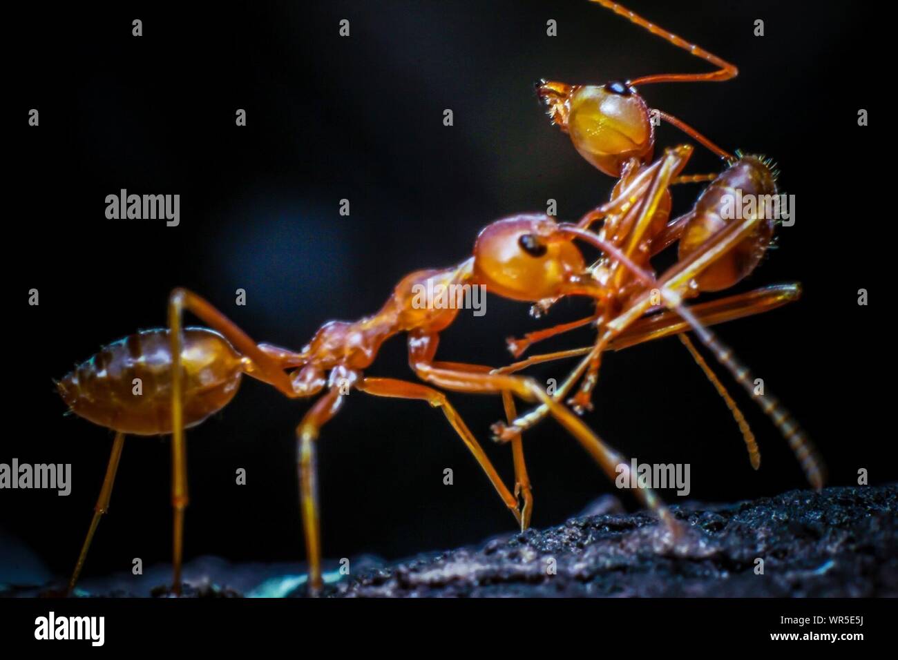 Ants on rock hi-res stock photography and images - Alamy