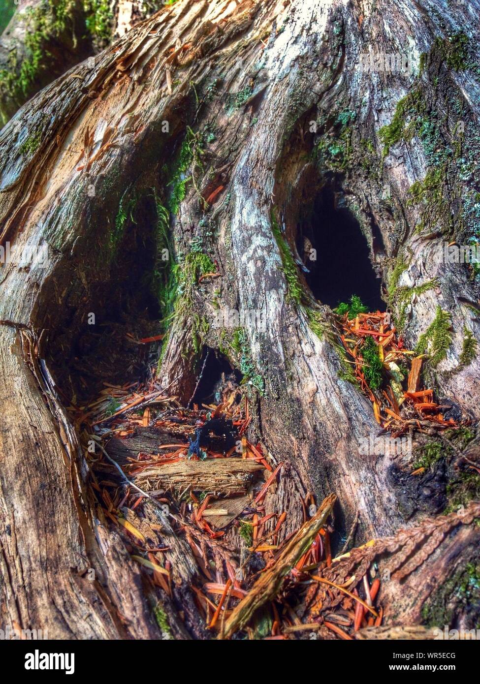 Tree Roots Hole High Resolution Stock Photography and Images - Alamy
