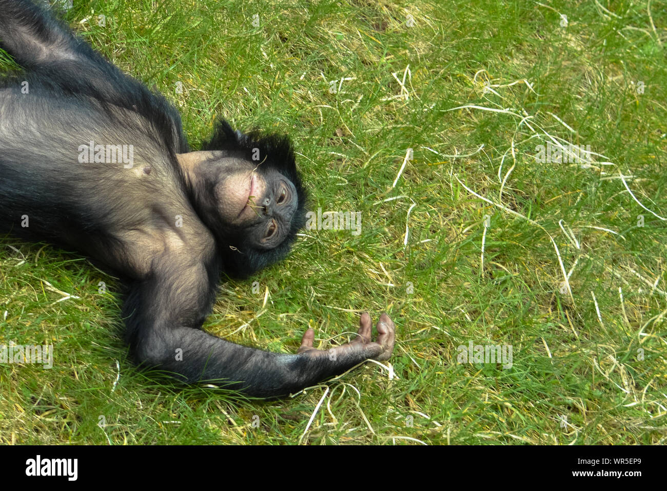 Chimpanzee lying hi-res stock photography and images - Alamy