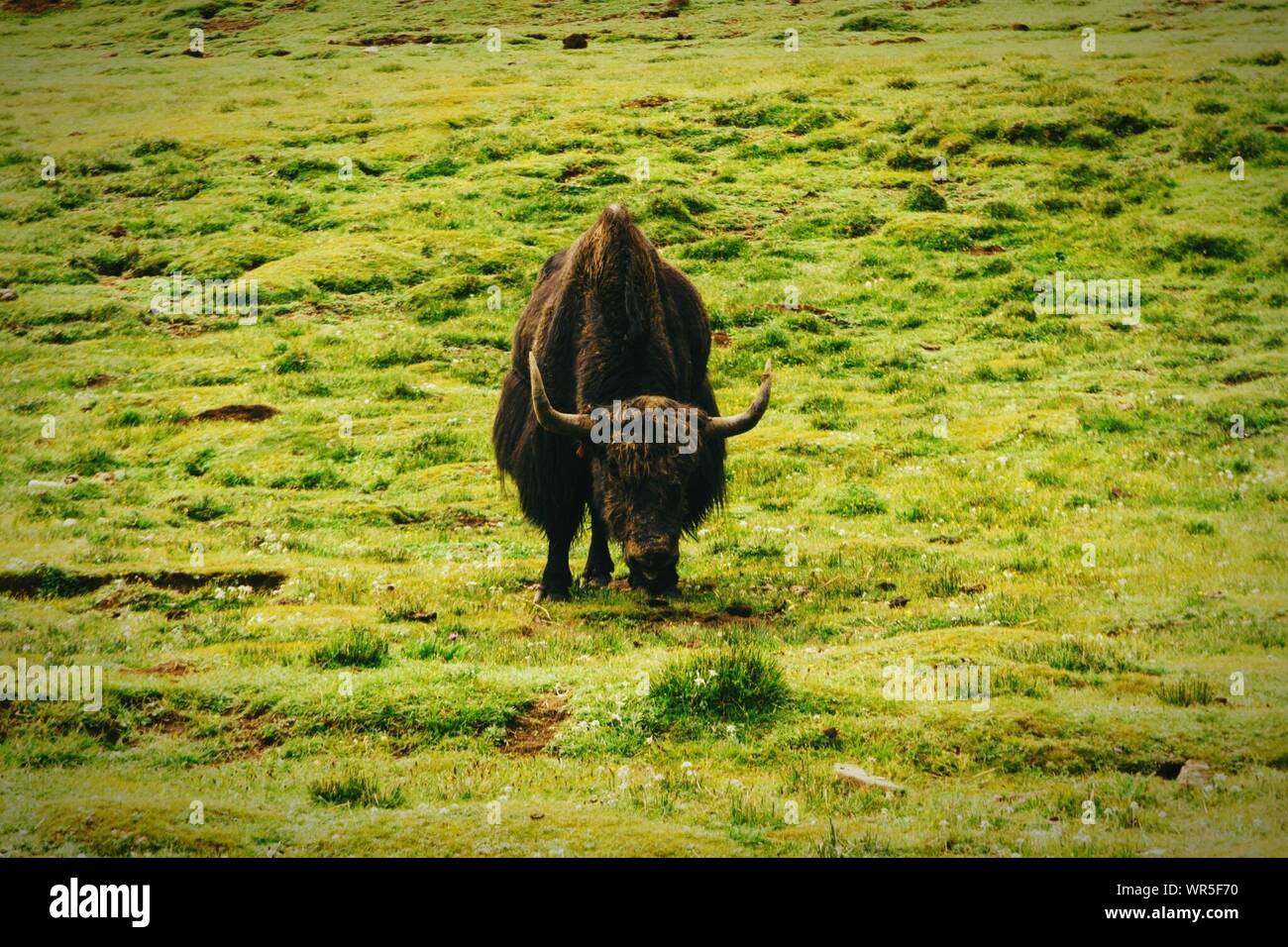 Yak land hi-res stock photography and images - Alamy