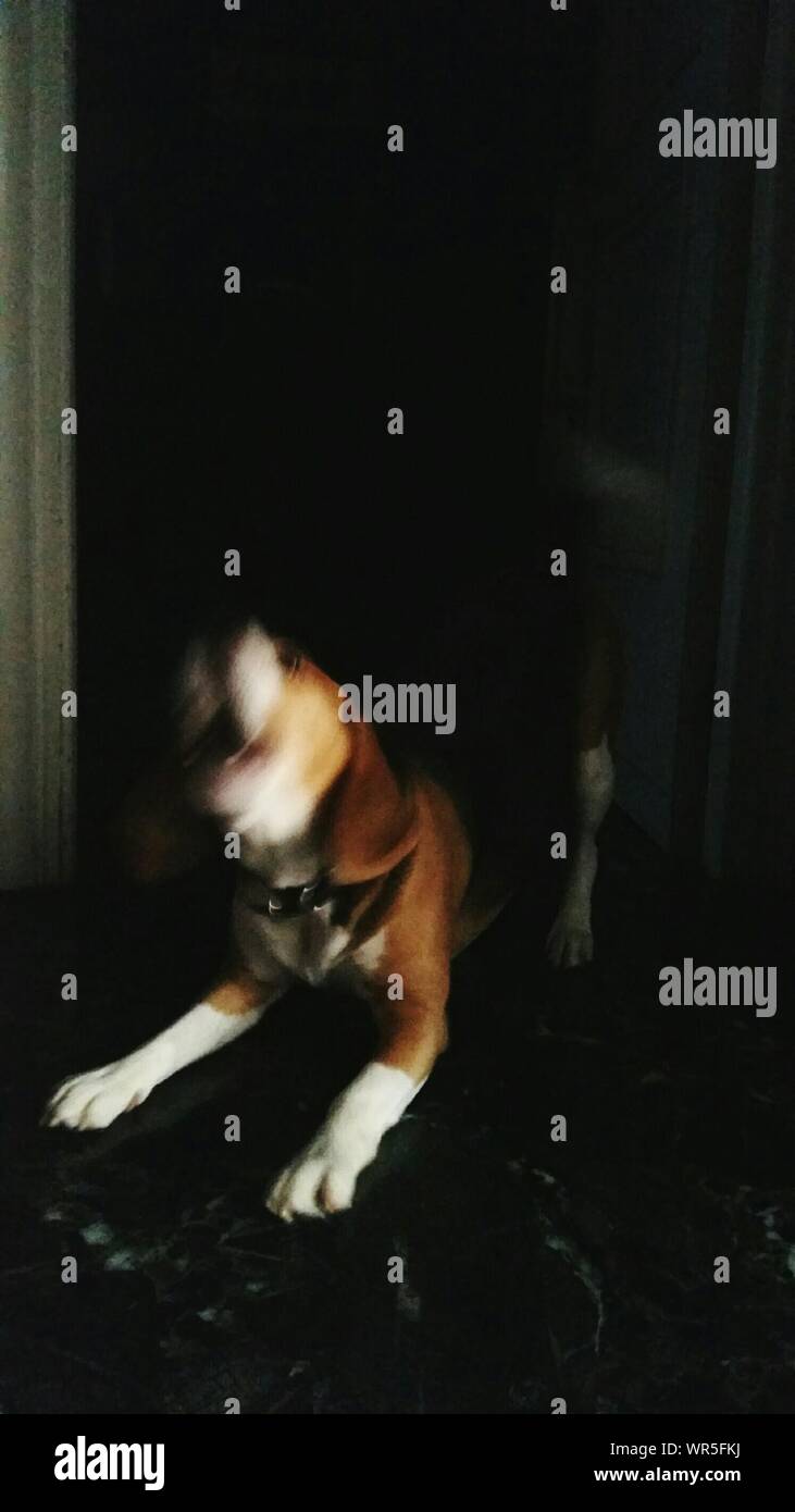 Barking animal sound hi-res stock photography and images - Alamy