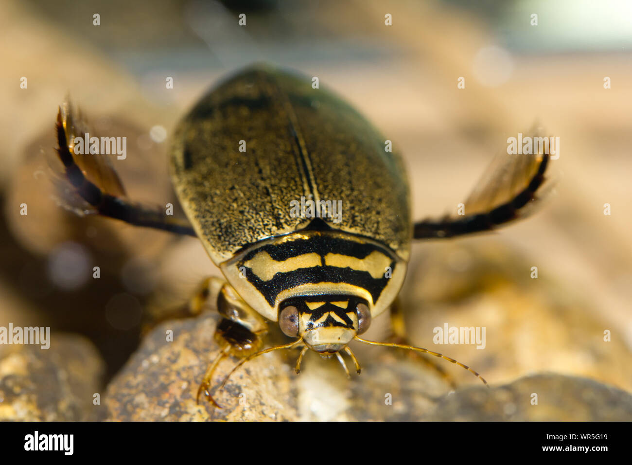 Lesser diving beetle Stock Photo - Alamy