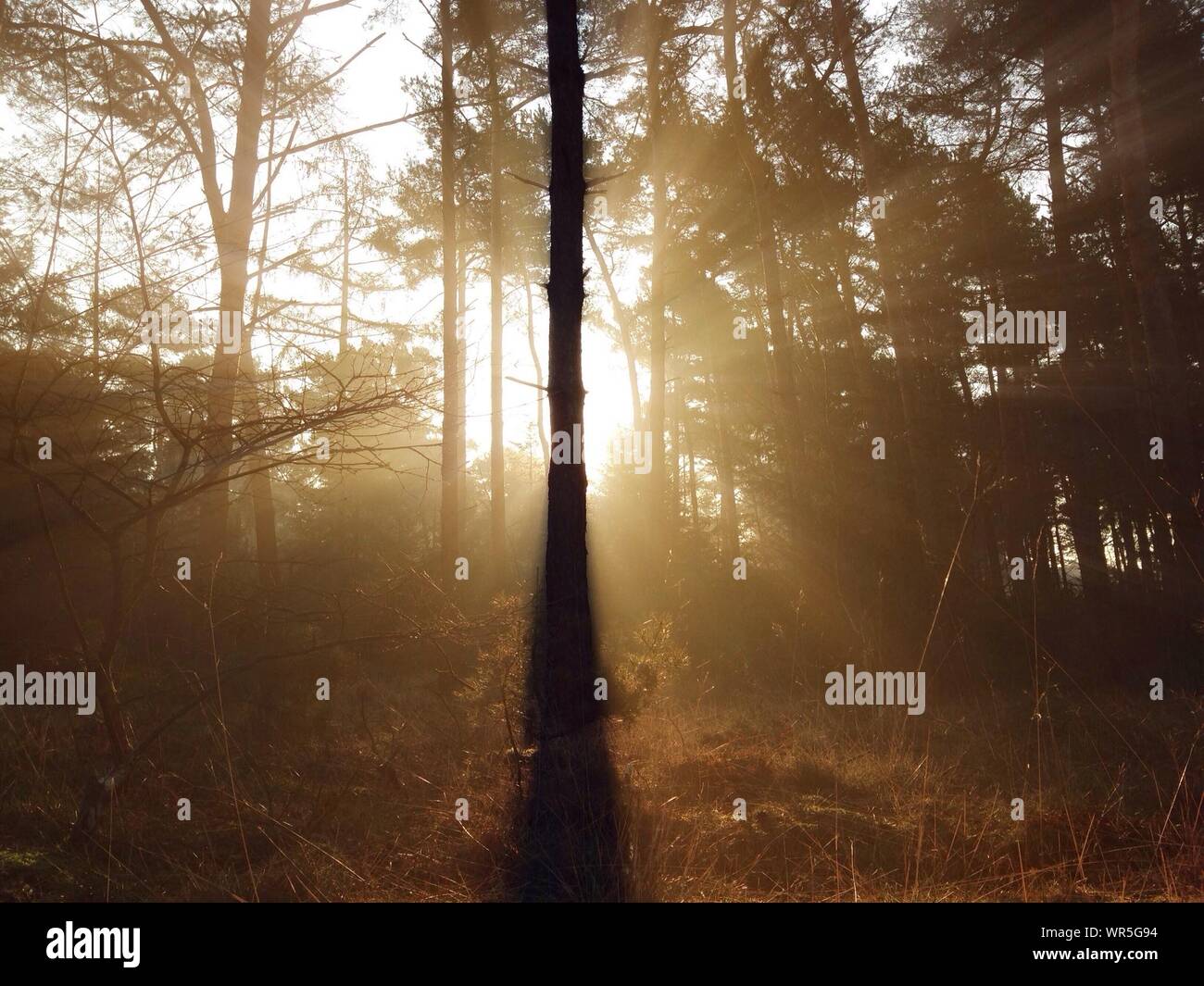 Back Lit Trees In Forest Stock Photo - Alamy