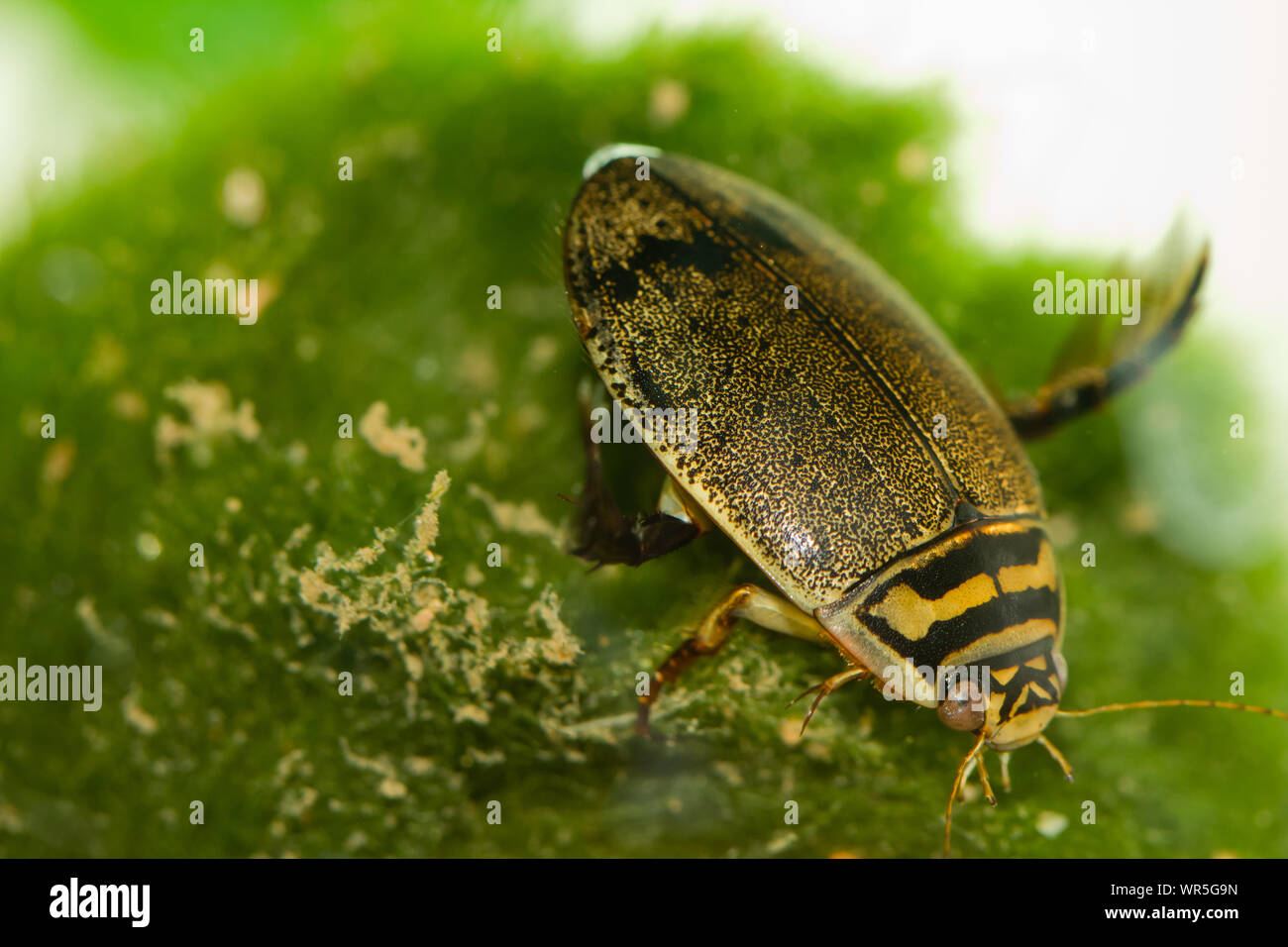 Lesser diving beetle Stock Photo - Alamy