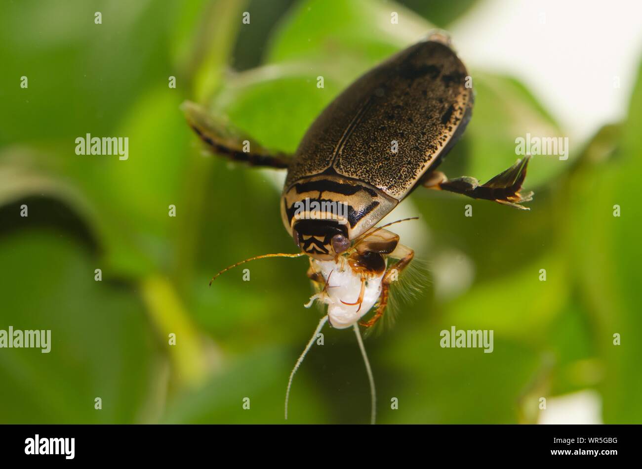Lesser diving beetle feeding Stock Photo - Alamy