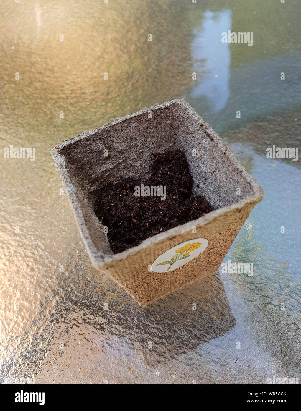 Growing plants in a biodegradable cup, South Africa Stock Photo - Alamy