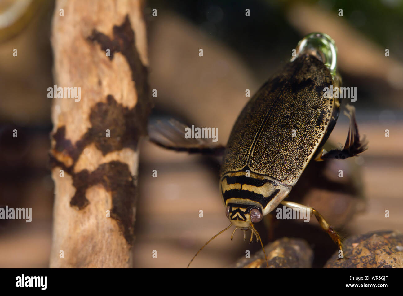 Lesser diving beetle Stock Photo - Alamy