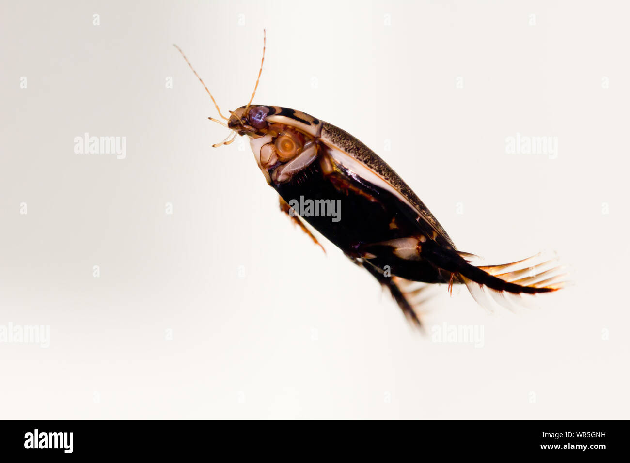 Lesser diving beetle Stock Photo - Alamy