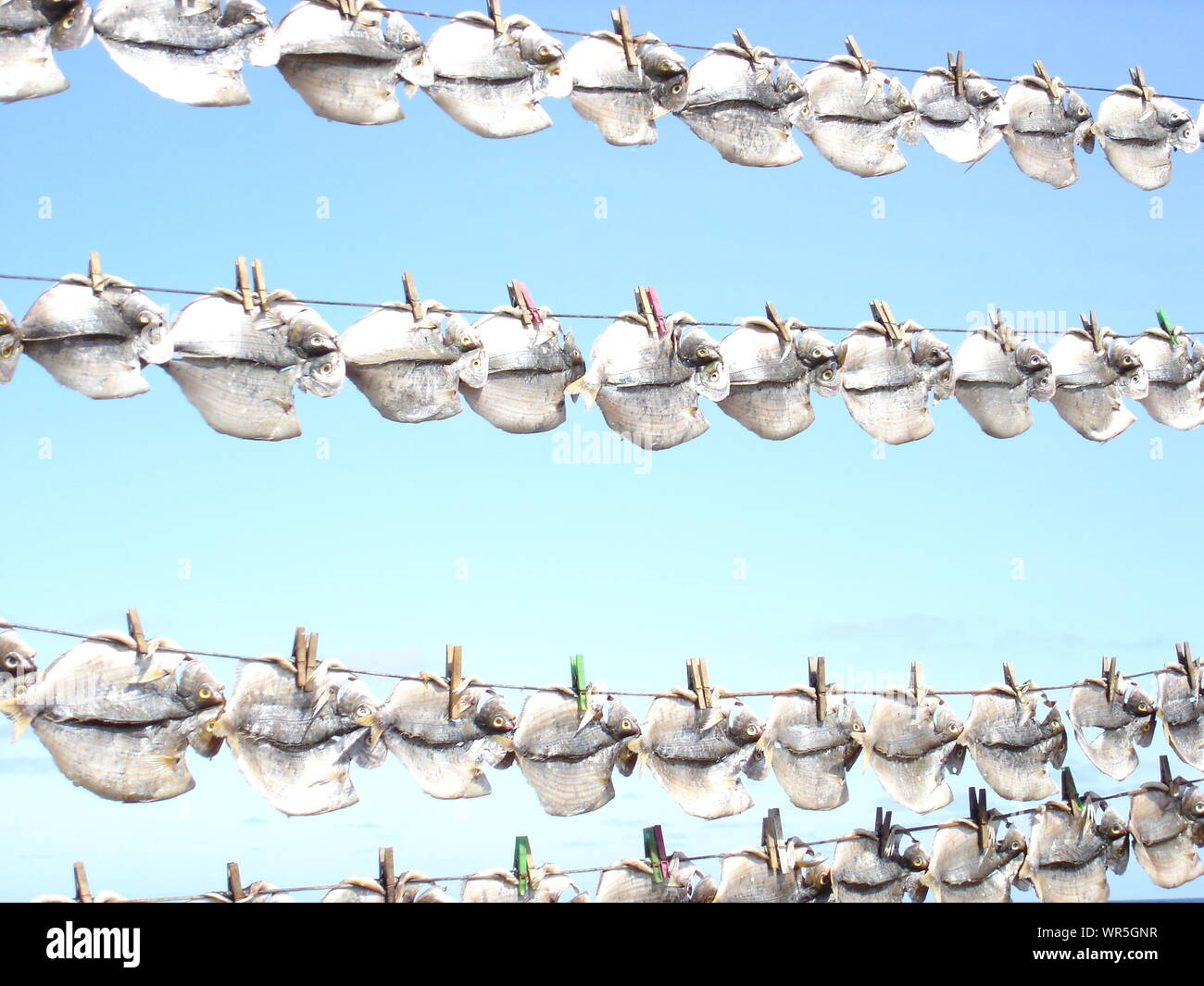 Fish Drying On Frame High Resolution Stock Photography and Images - Alamy