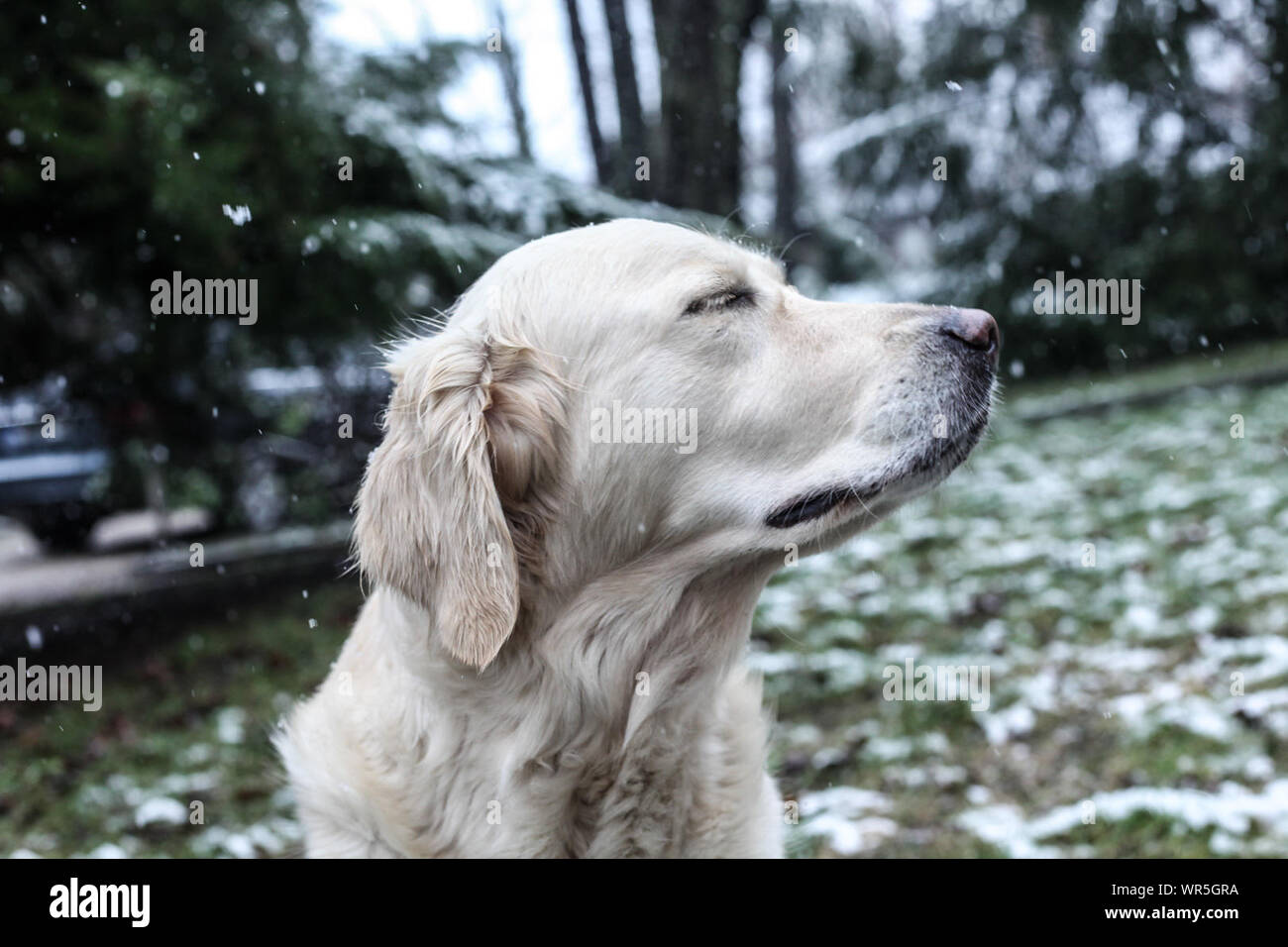 Headshot of an golden retriever hi-res stock photography and images - Alamy