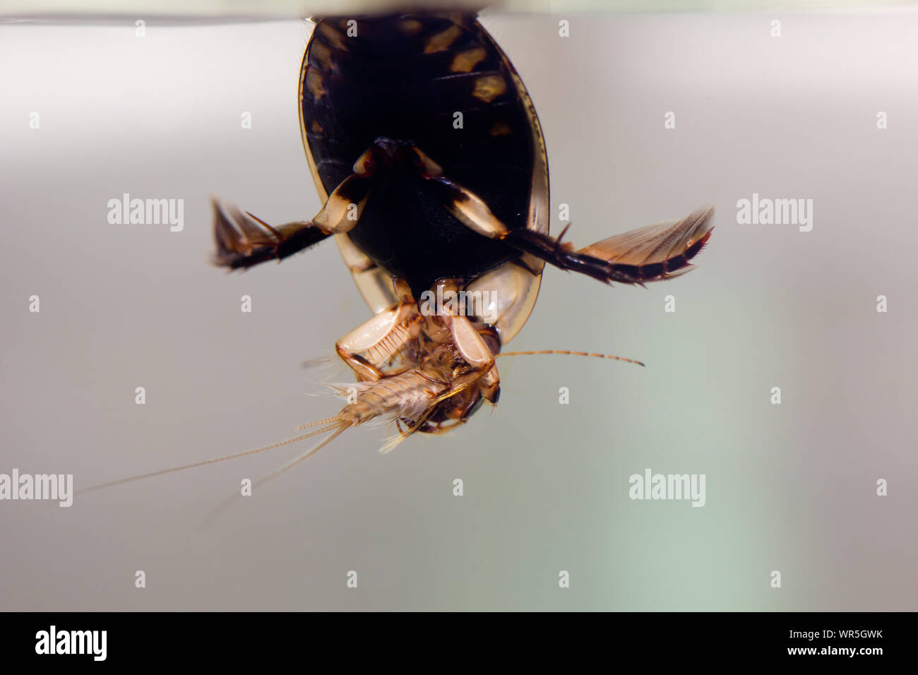 Lesser diving beetle feeding Stock Photo - Alamy