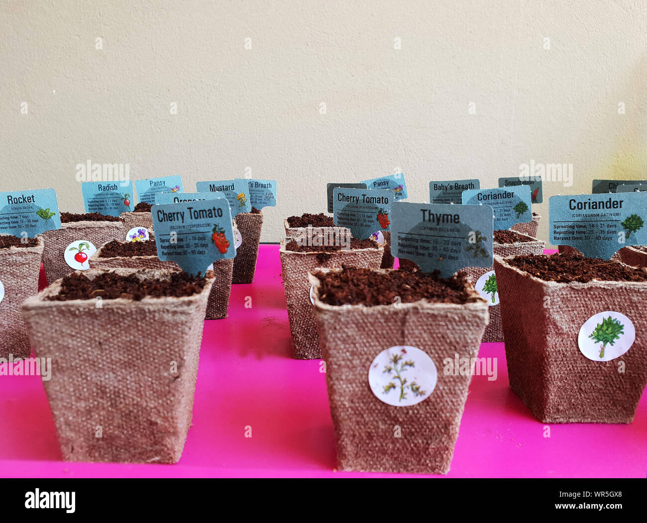 Growing plants in a biodegradable cup, South Africa Stock Photo - Alamy