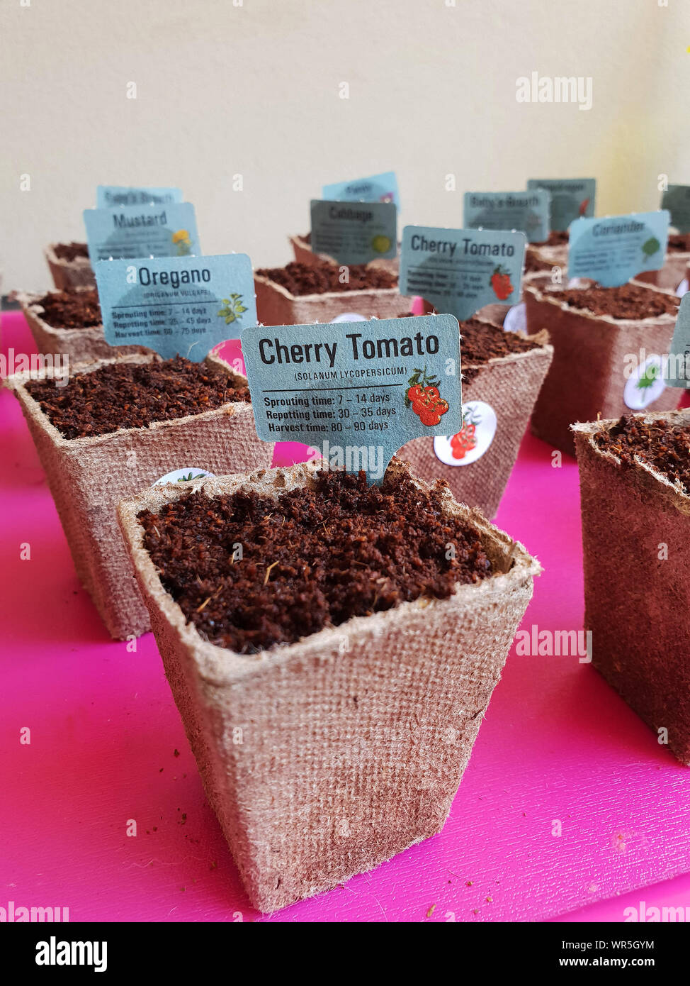 Growing plants in a biodegradable cup, South Africa Stock Photo - Alamy