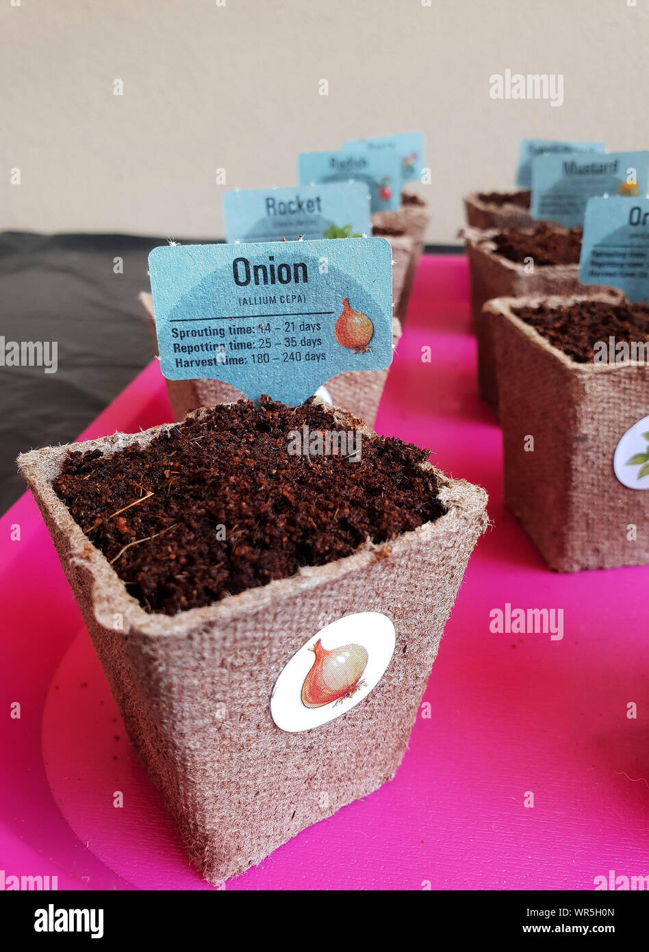 Growing plants in a biodegradable cup, South Africa Stock Photo - Alamy